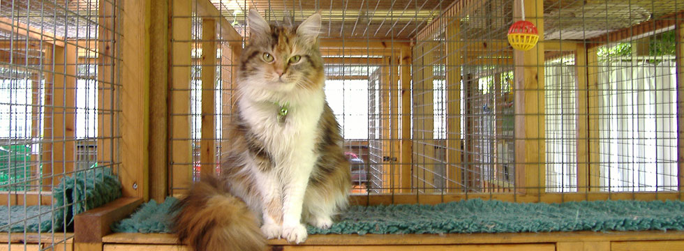 cattery - Haytor Kennels and Cattery, Dorking, Surrey, close to the ...