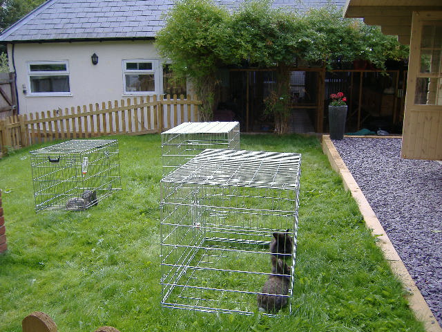 new animal house 104 - Haytor Kennels and Cattery, Dorking, Surrey ...